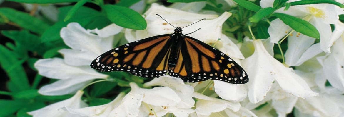 Edinburgh Butterfly Insect World , Edinburgh | Halal Trip