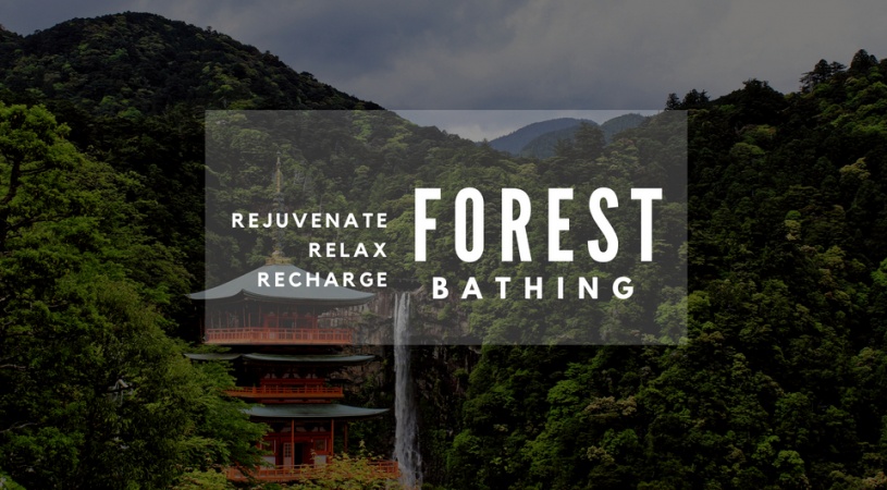 Why is Forest Bathing Important? [Japanese Bathing Method]