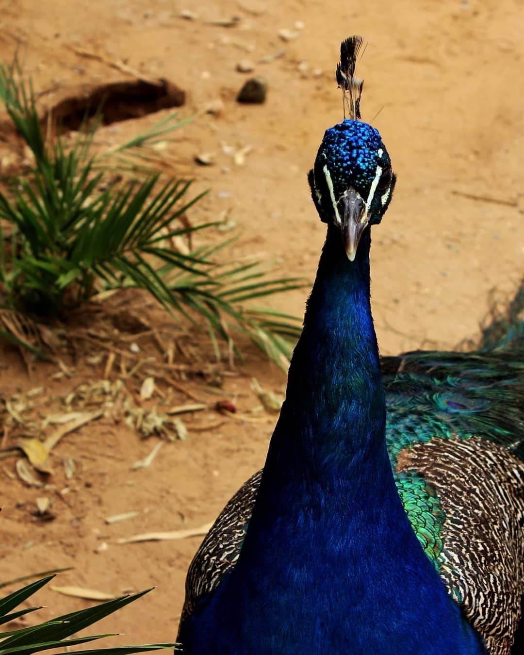 A Local’s Guide: Top 11 Best Attractions In Agadir, Morocco